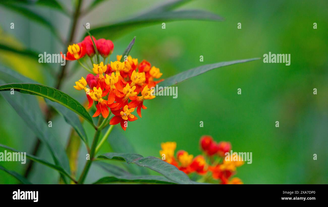 Asclepias curassavica (tropical milkweed, bloodflower or blood flower ...