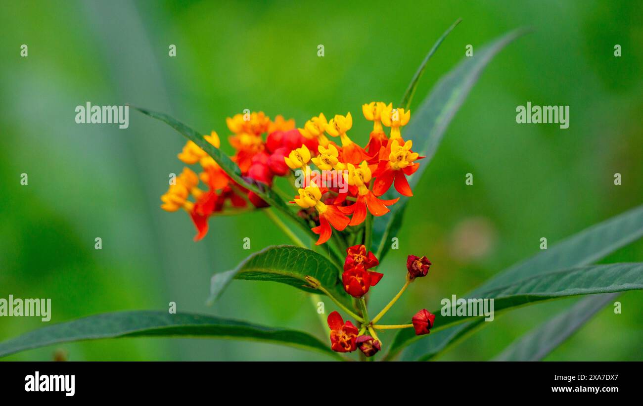 Asclepias curassavica (tropical milkweed, bloodflower or blood flower ...