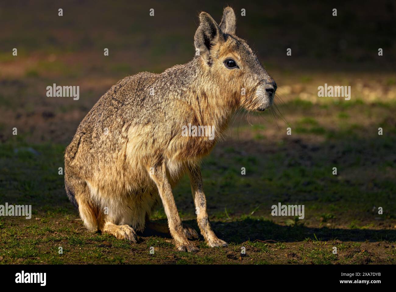 A young capybara standing in grass by trees Stock Photo - Alamy