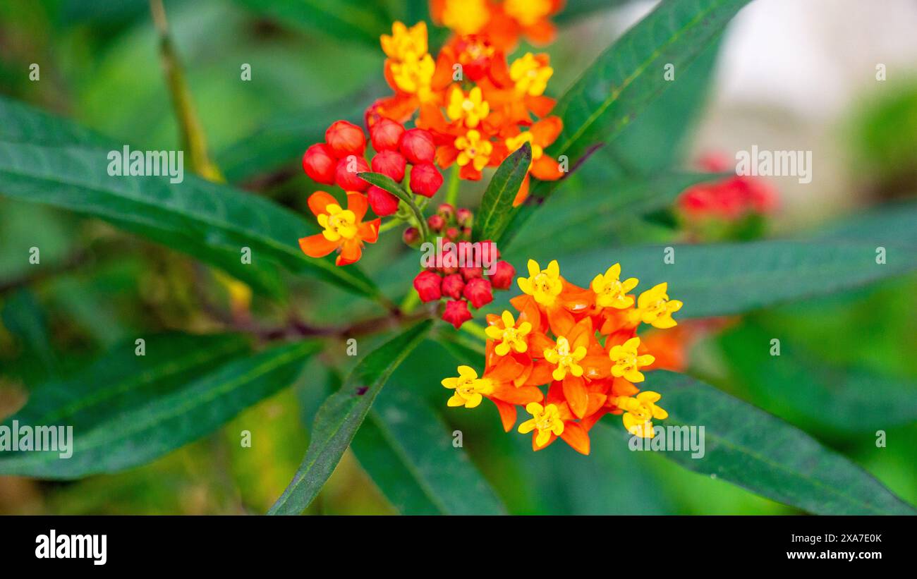 Asclepias curassavica (tropical milkweed, bloodflower or blood flower ...
