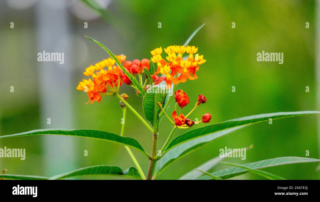 Asclepias curassavica (tropical milkweed, bloodflower or blood flower ...