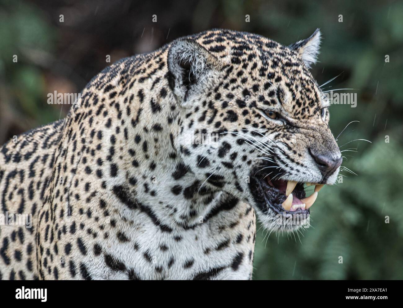 A close-up of a Jaguar with its mouth open Stock Photo - Alamy