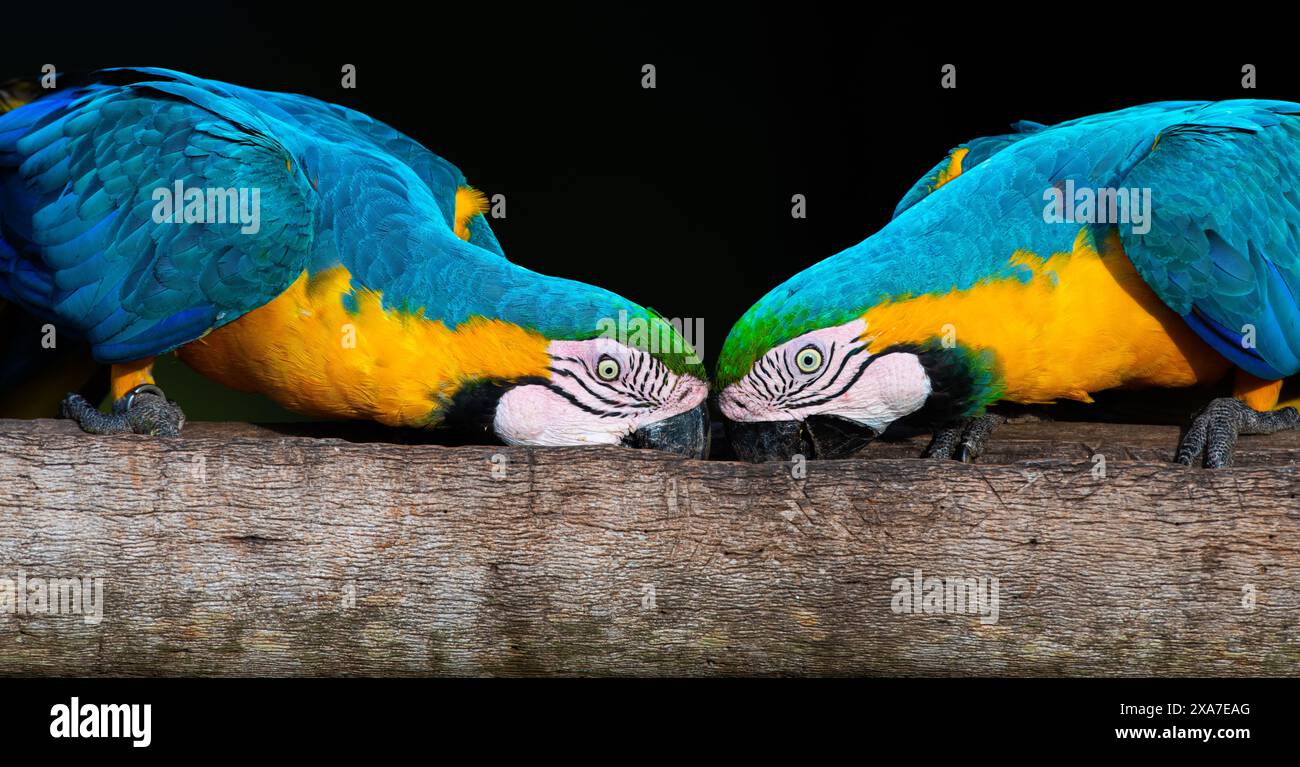 The two colorful parrots, blue and yellow, playfully touching their ...