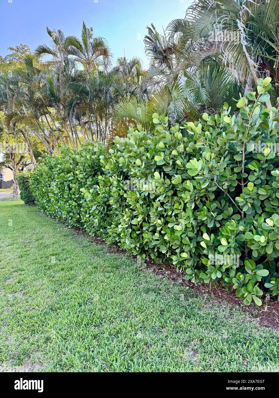 A lush green hedge alongside palm trees in a park Stock Photo - Alamy