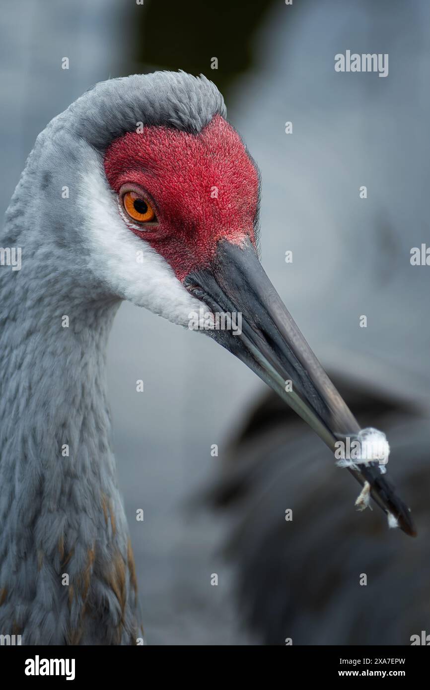 Elongated beaks hi-res stock photography and images - Alamy