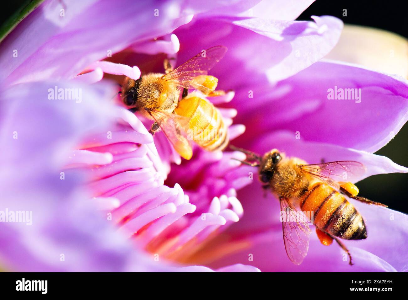 European honey bees also known as Apis mellifera pollinating a lotus ...