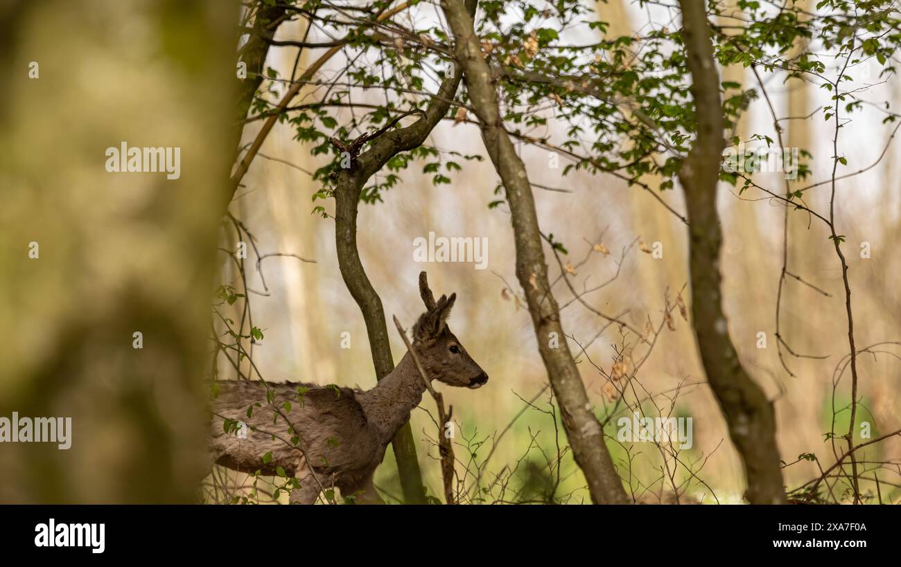 A solitary animal in a woodland setting Stock Photo - Alamy