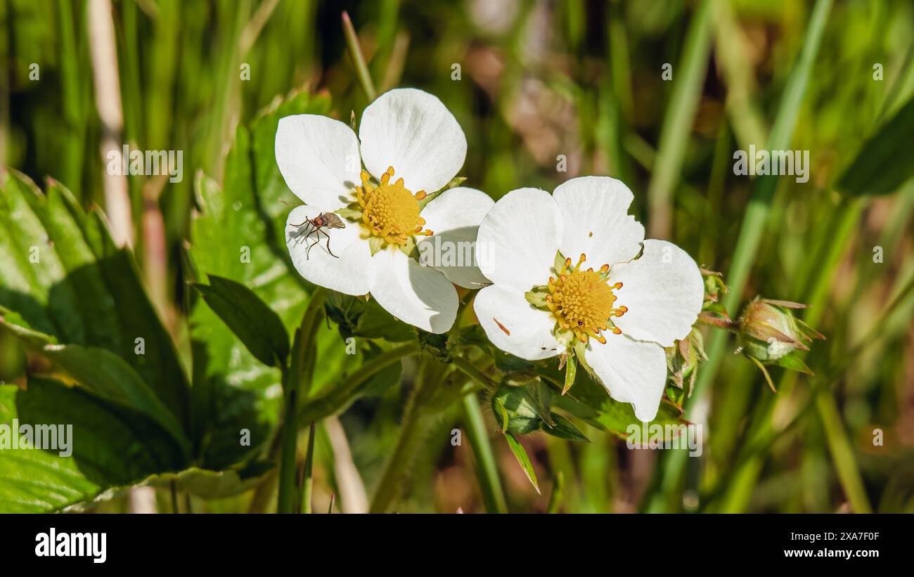 Crawling insects hi-res stock photography and images - Alamy