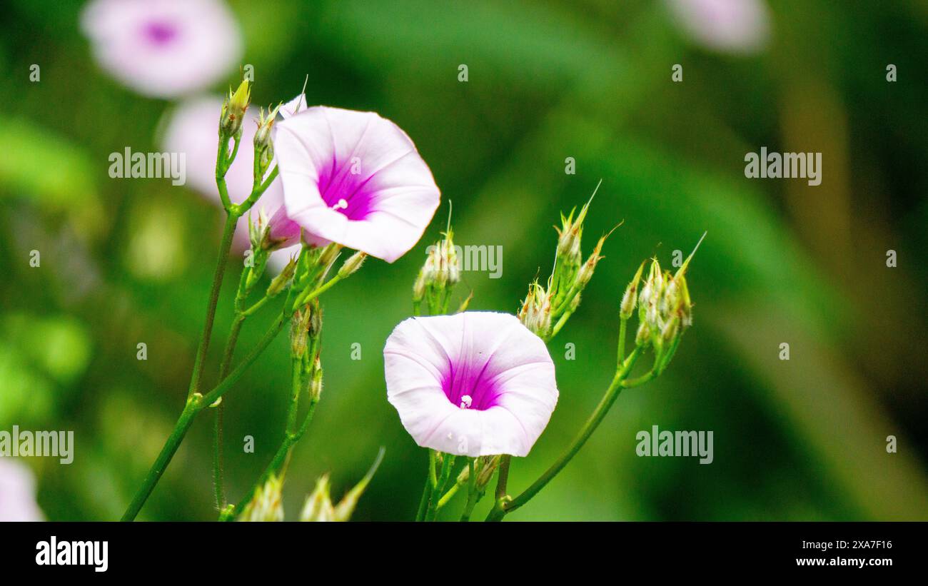Ipomoea amnicola (redcenter morning-glory). Ipomoea amnicola prefers a ...
