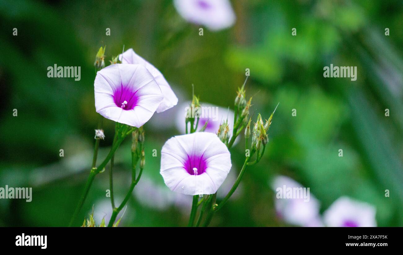 Ipomoea amnicola (redcenter morning-glory). Ipomoea amnicola prefers a ...