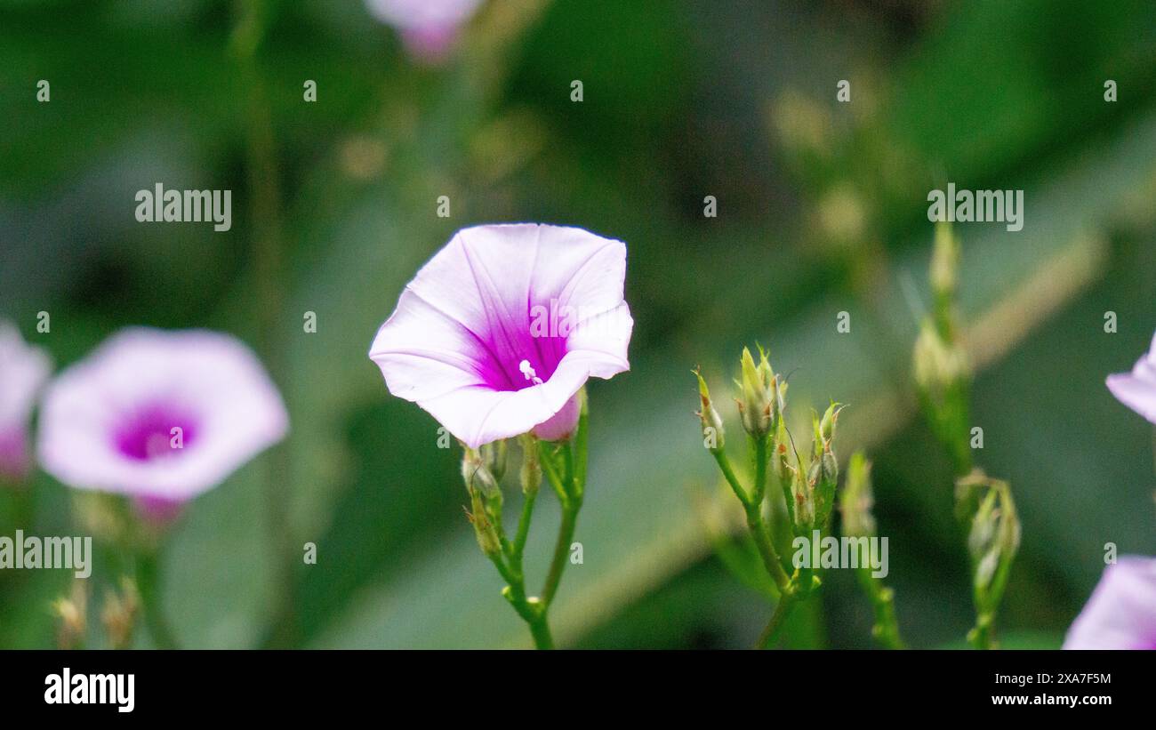 Ipomoea amnicola (redcenter morning-glory). Ipomoea amnicola prefers a ...