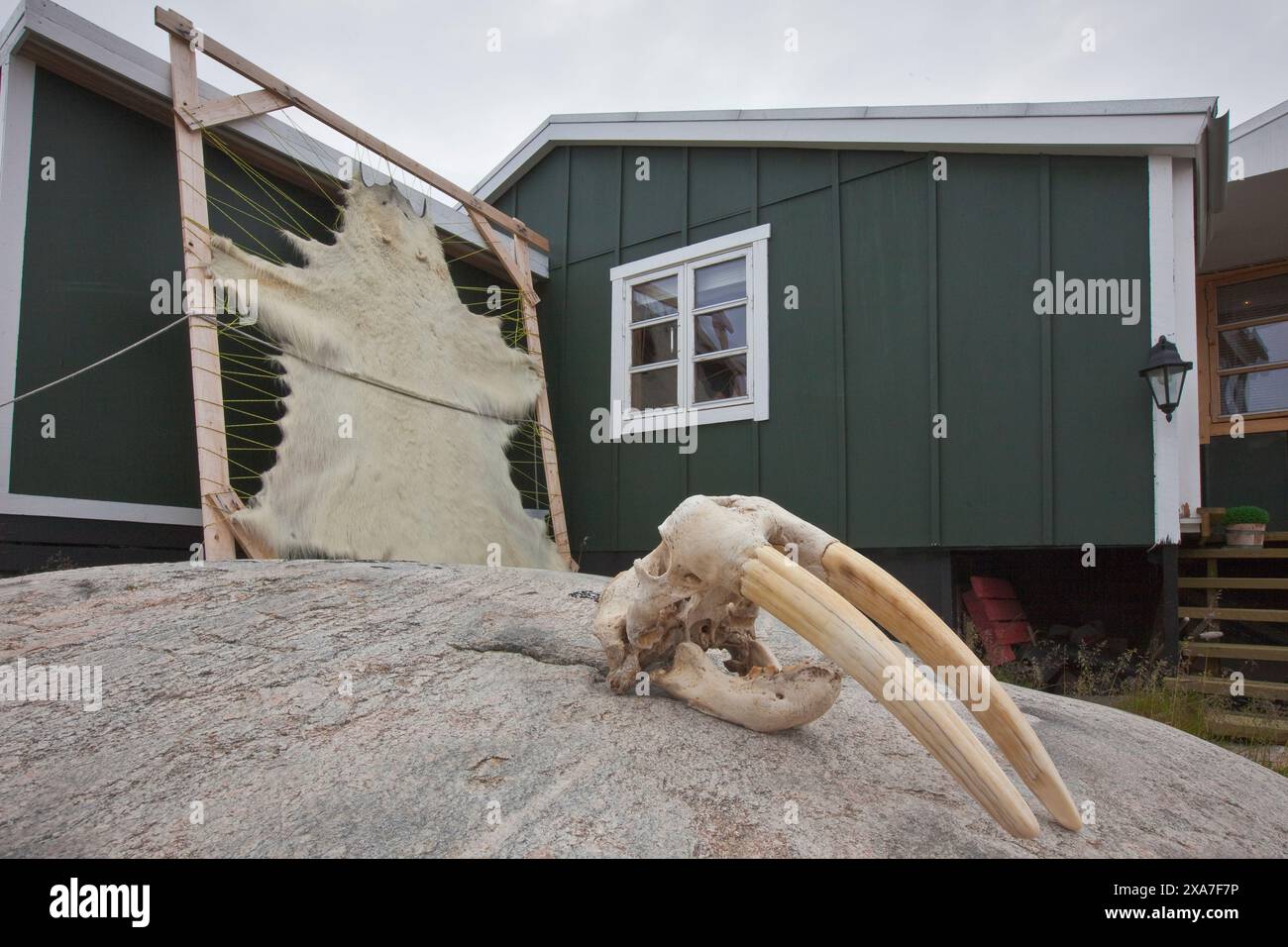 Walrus, Odobenus rosmarus, skull with long tusks on a rock, Disko Bay ...