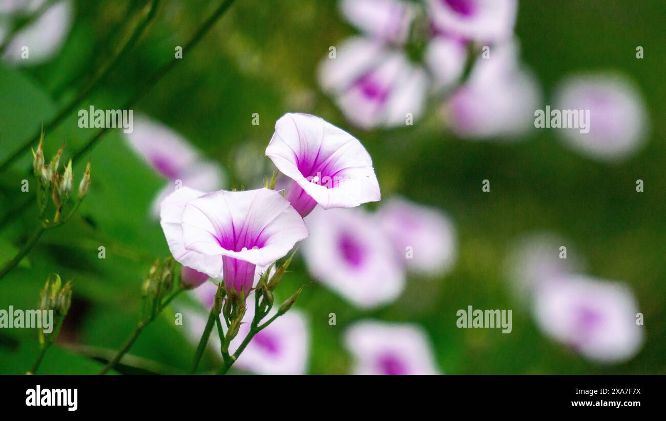 Ipomoea amnicola (redcenter morning-glory). Ipomoea amnicola prefers a ...
