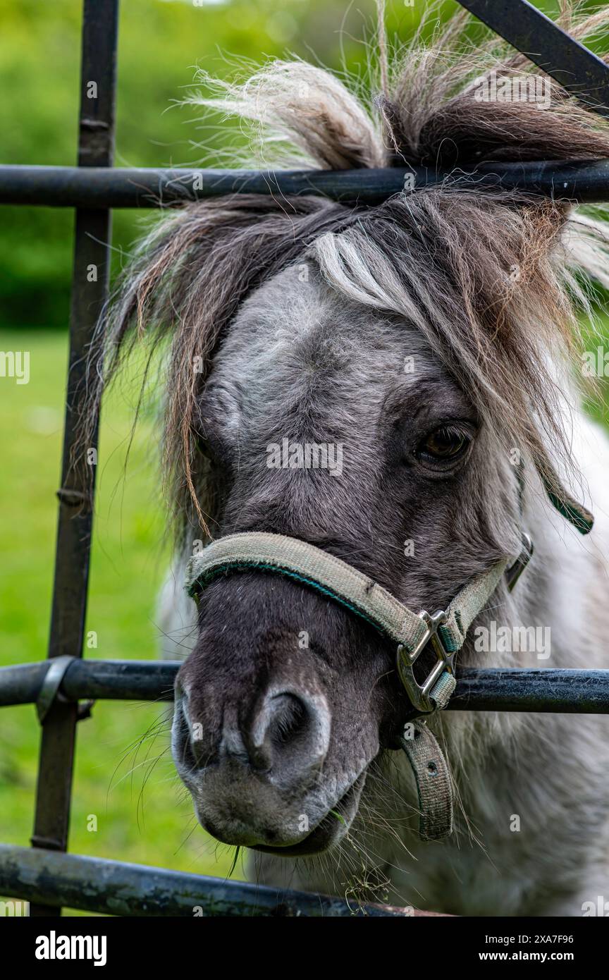 Pony with a cut mane hi-res stock photography and images - Alamy