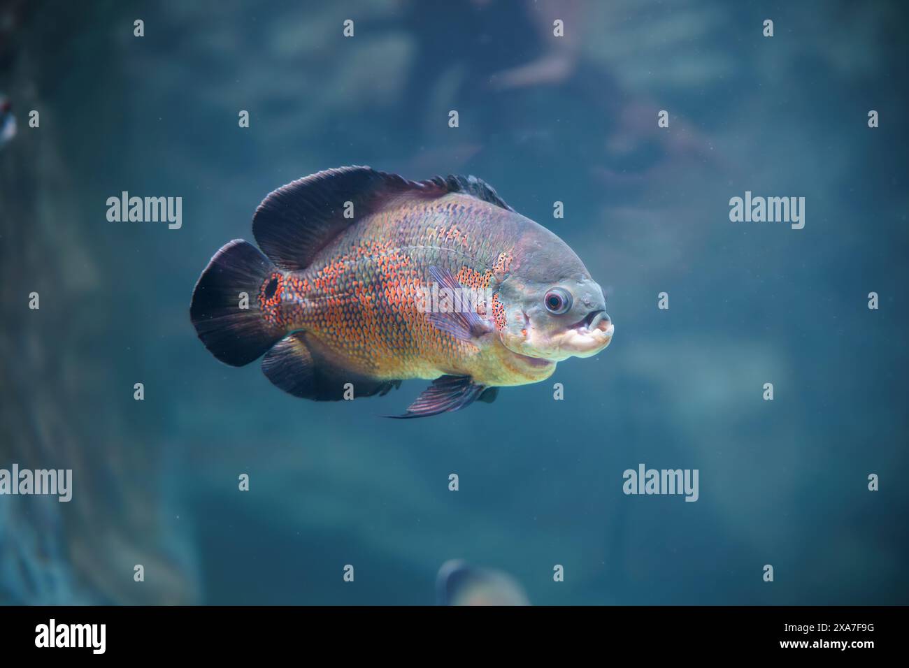 A fish swimming among various small objects in clear water Stock Photo ...