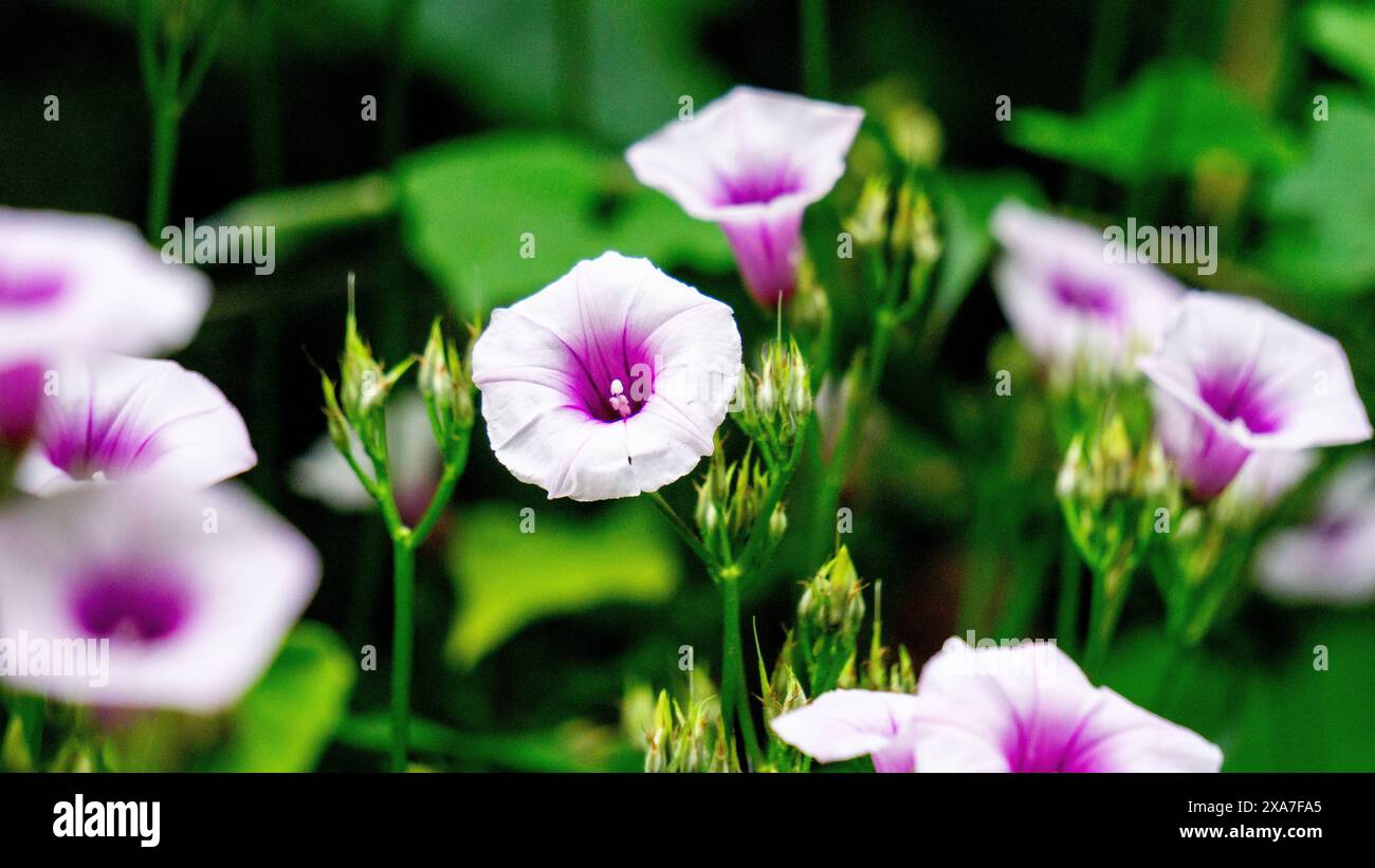 Ipomoea amnicola (redcenter morning-glory). Ipomoea amnicola prefers a ...