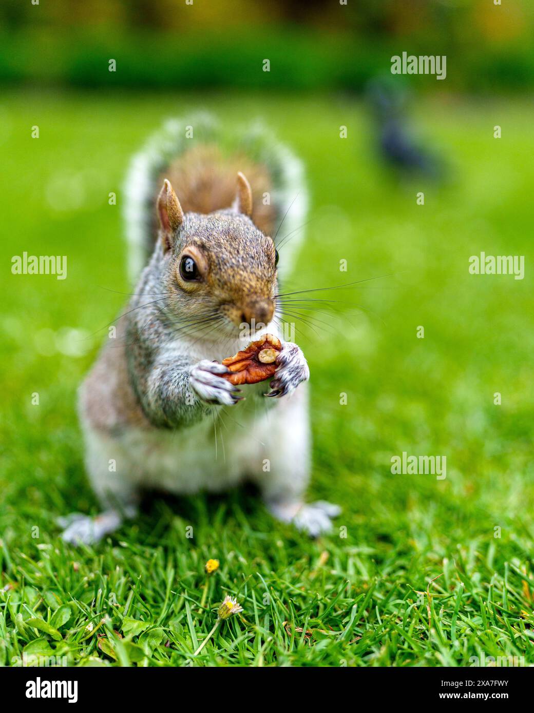 A squirrel feasting on food in its natural park habitat Stock Photo - Alamy