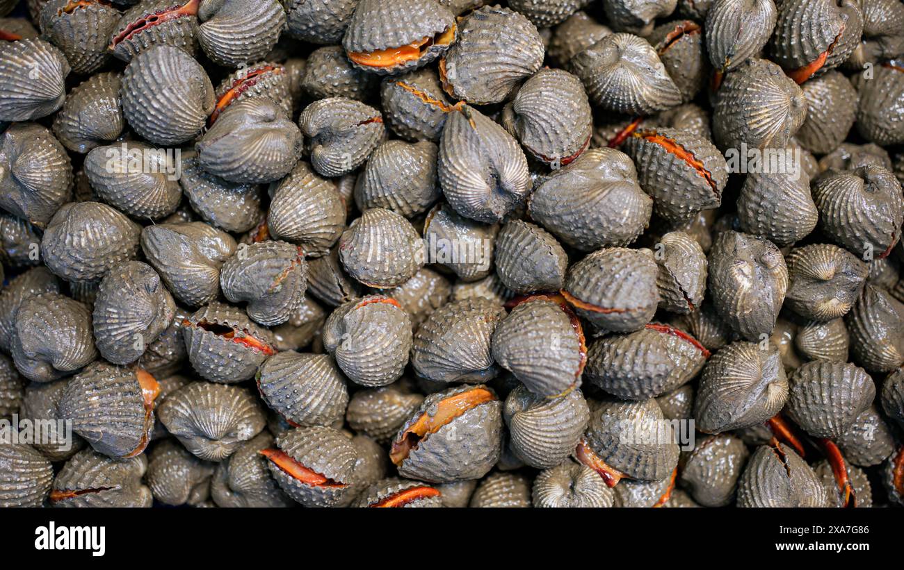 Wallpaper featuring shells hi-res stock photography and images - Alamy