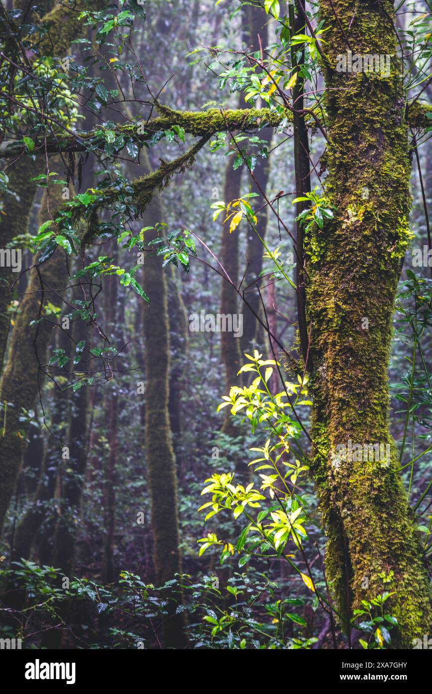 A lush moss-covered tree in a rainforest Stock Photo - Alamy