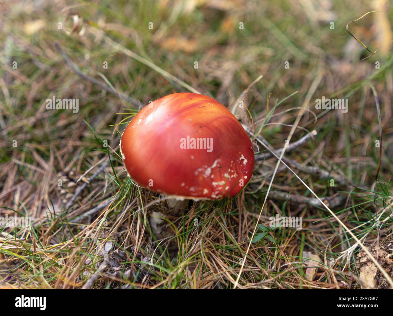 Small, round red mushroom sits on the ground, encircled by grass and ...
