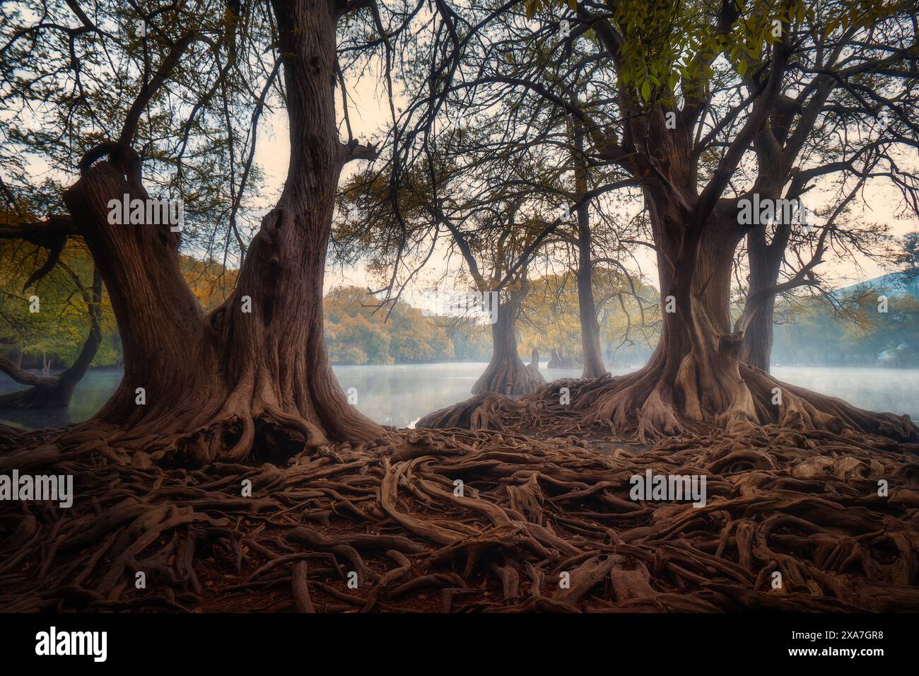 A shot of trees with roots growing into water at the shoreline Stock ...