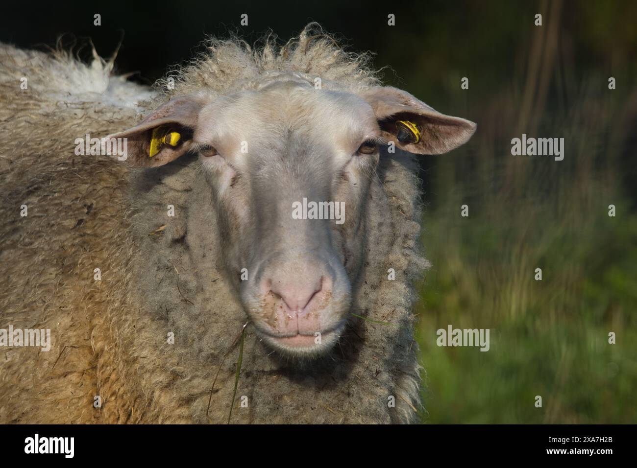 A furry sheep with fluffy ears and white chest posing outdoors Stock ...