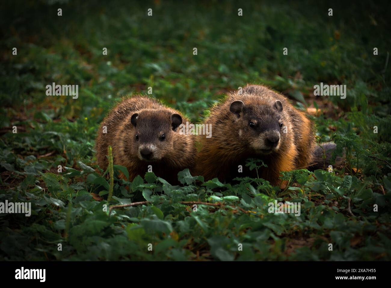 Walking together wild animals hi-res stock photography and images - Alamy