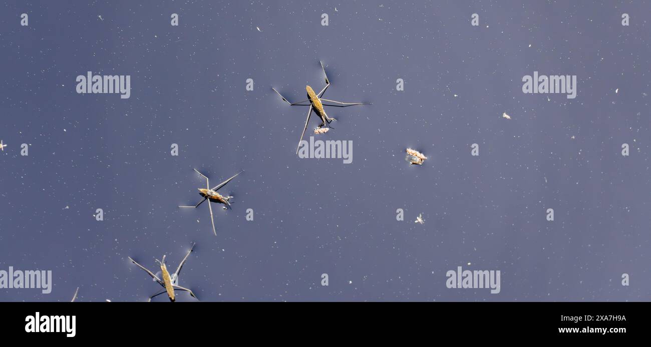 Insects perched near tree on lake surface Stock Photo - Alamy