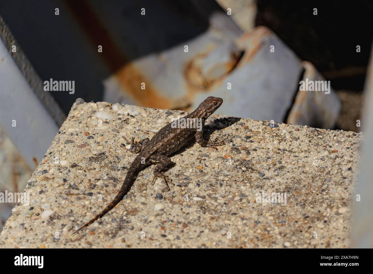 A lizard perched on a cement block near pipes Stock Photo - Alamy