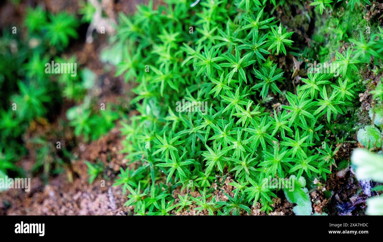 Timmia megapolitana (Indian feather moss, warrior moss). Many species ...