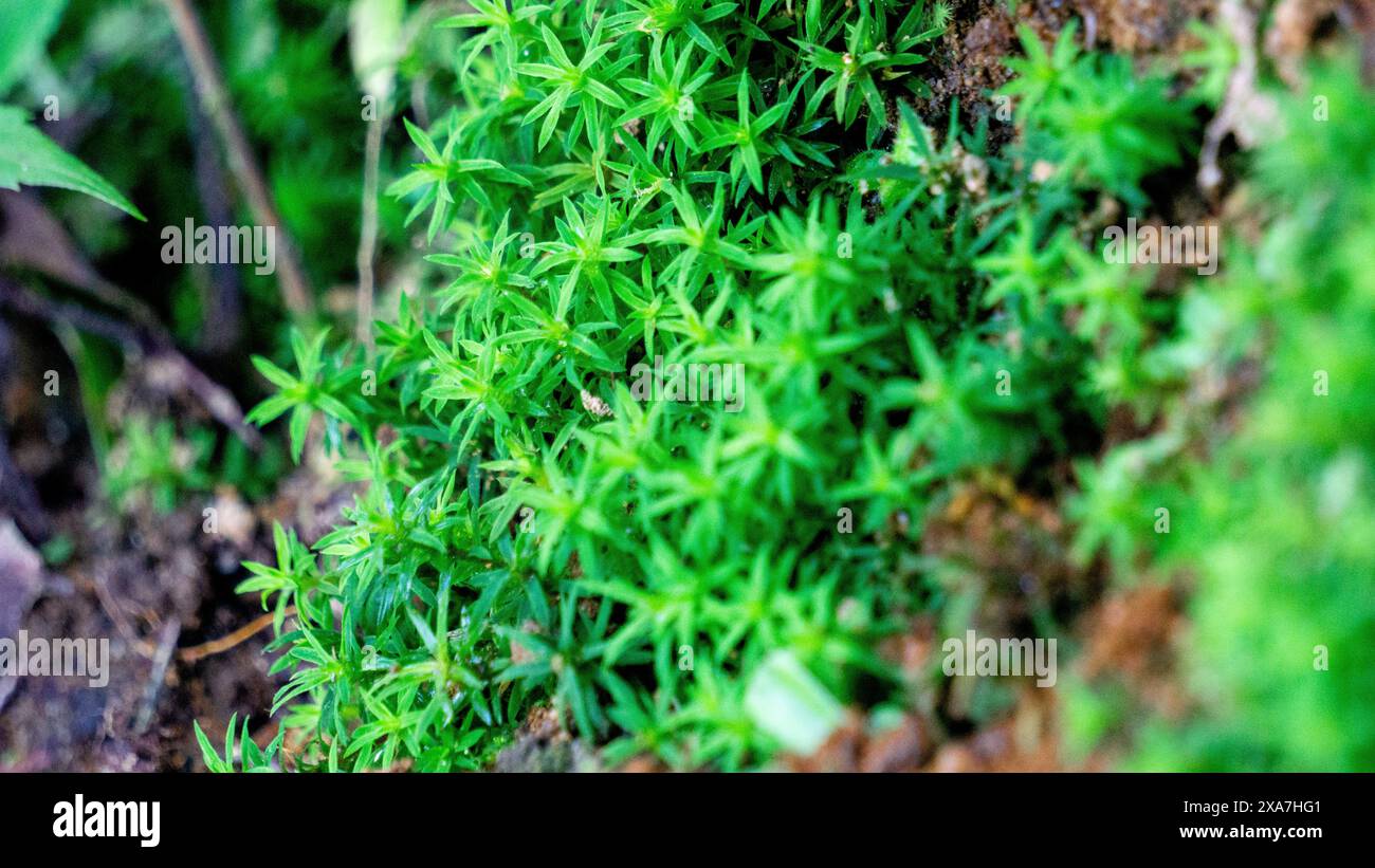 Timmia megapolitana (Indian feather moss, warrior moss). Many species ...