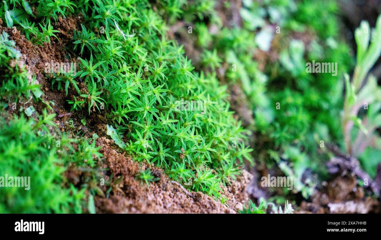 Timmia megapolitana (Indian feather moss, warrior moss). Many species ...