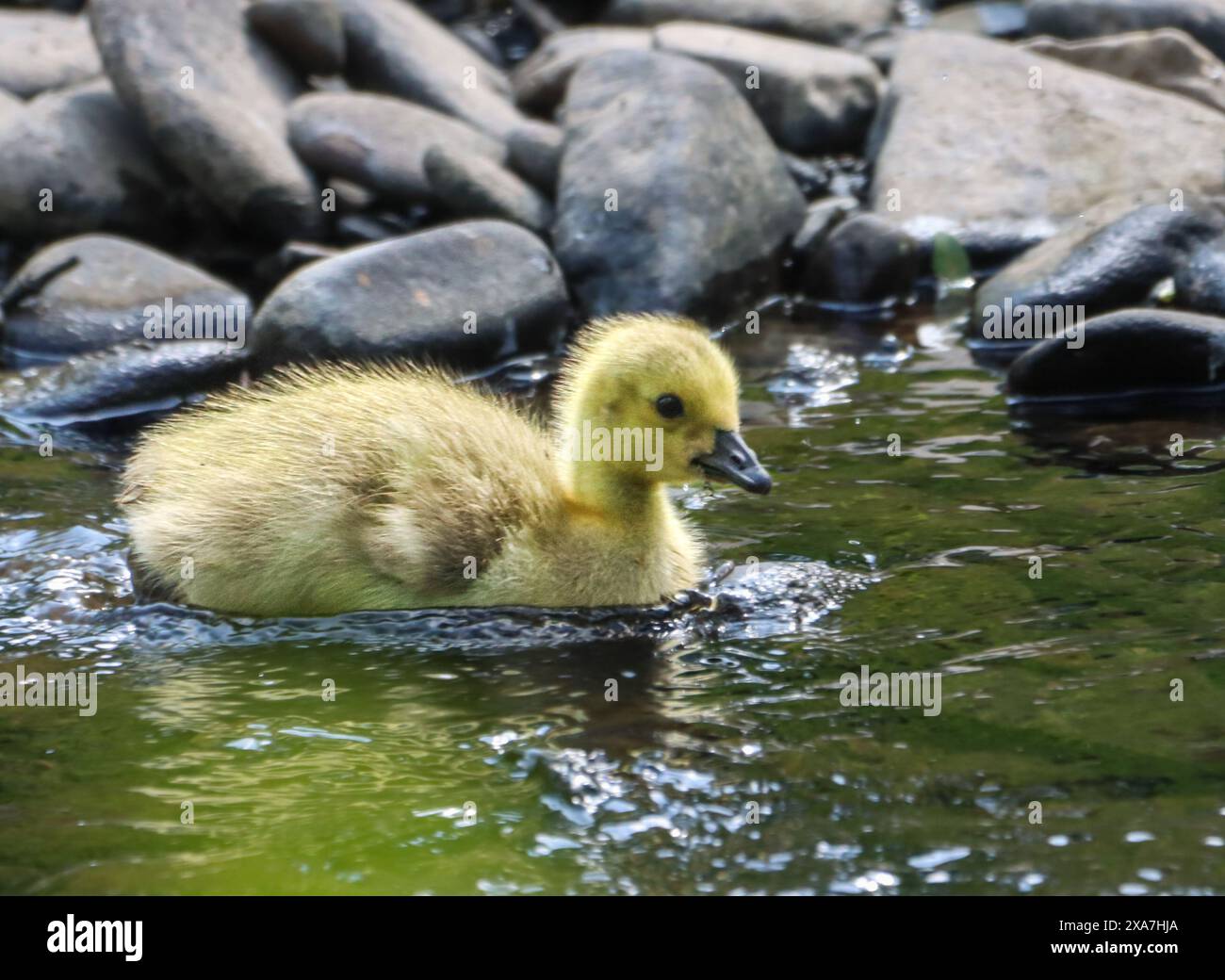 A small duck swimming in shallow water by rocks Stock Photo - Alamy