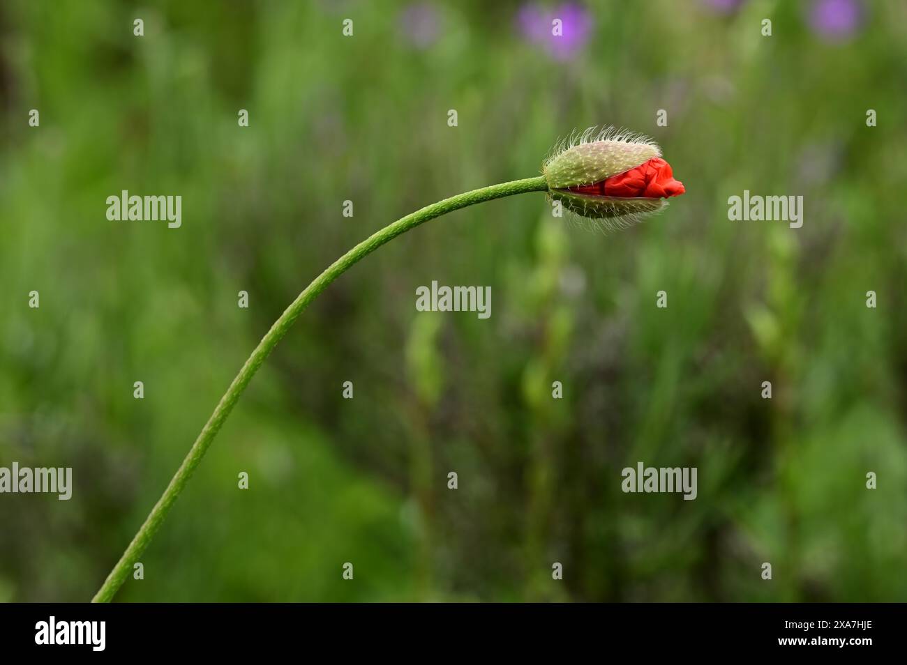 Lone flower hi-res stock photography and images - Alamy