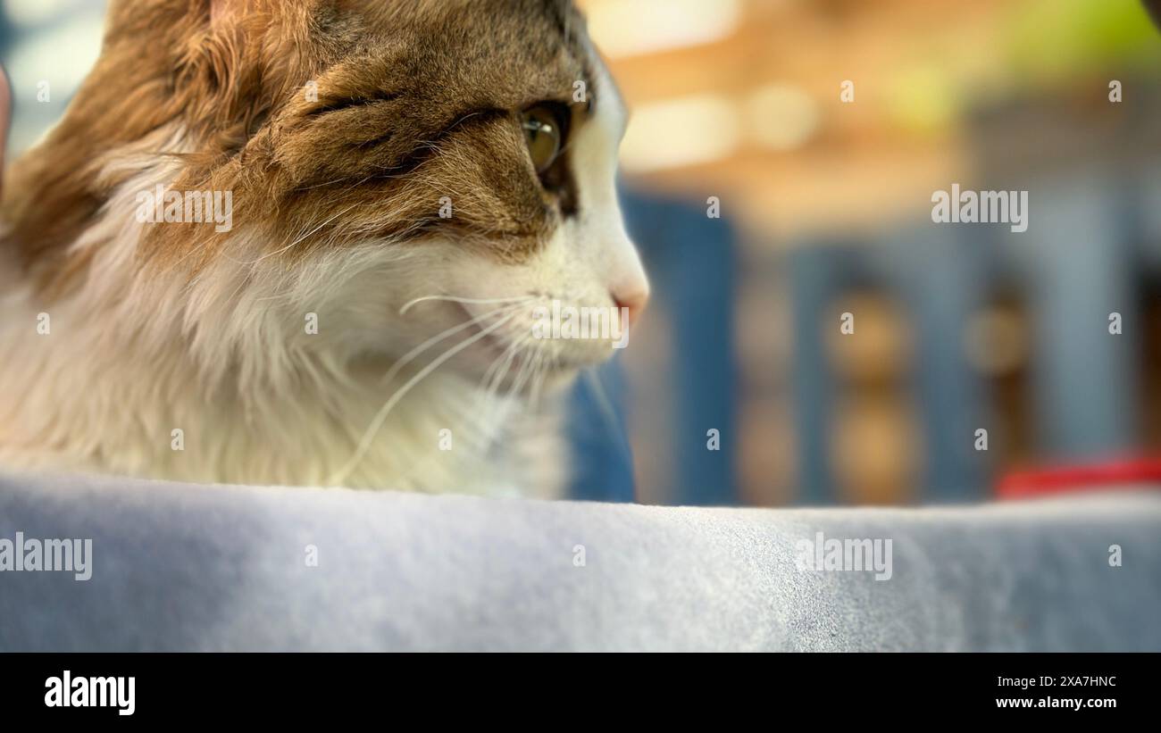 This close-up image captures a cat in profile, gazing intently. The ...