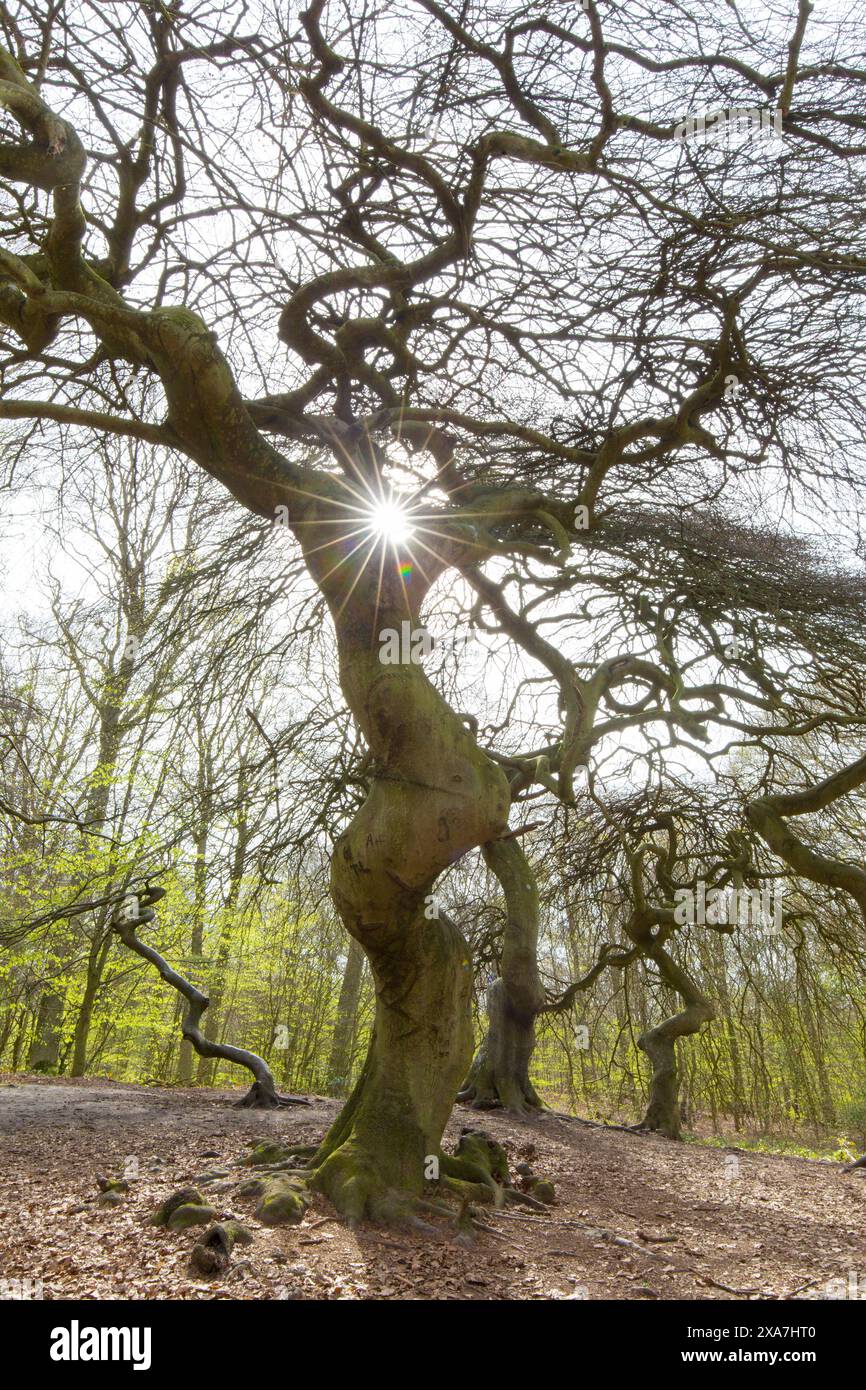 Suentel beech, Fagus sylvatica, deformed trees in the witches' forest ...