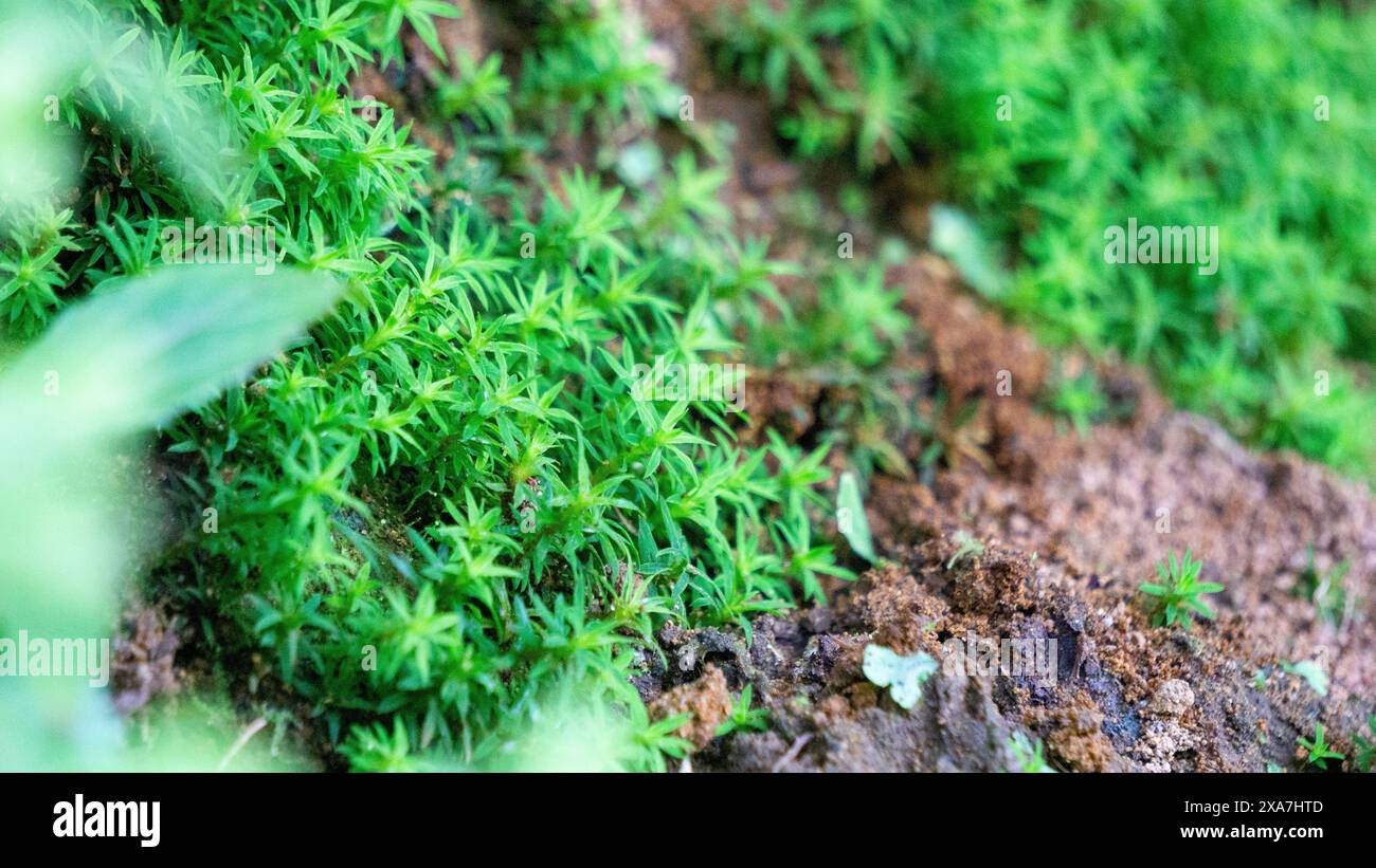 Timmia megapolitana (Indian feather moss, warrior moss). Many species ...