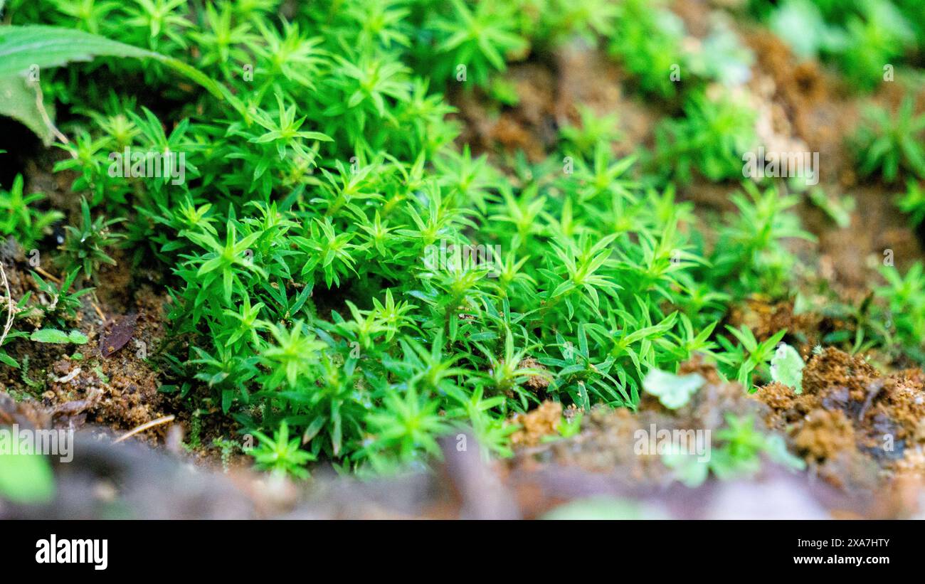 Timmia megapolitana (Indian feather moss, warrior moss). Many species ...