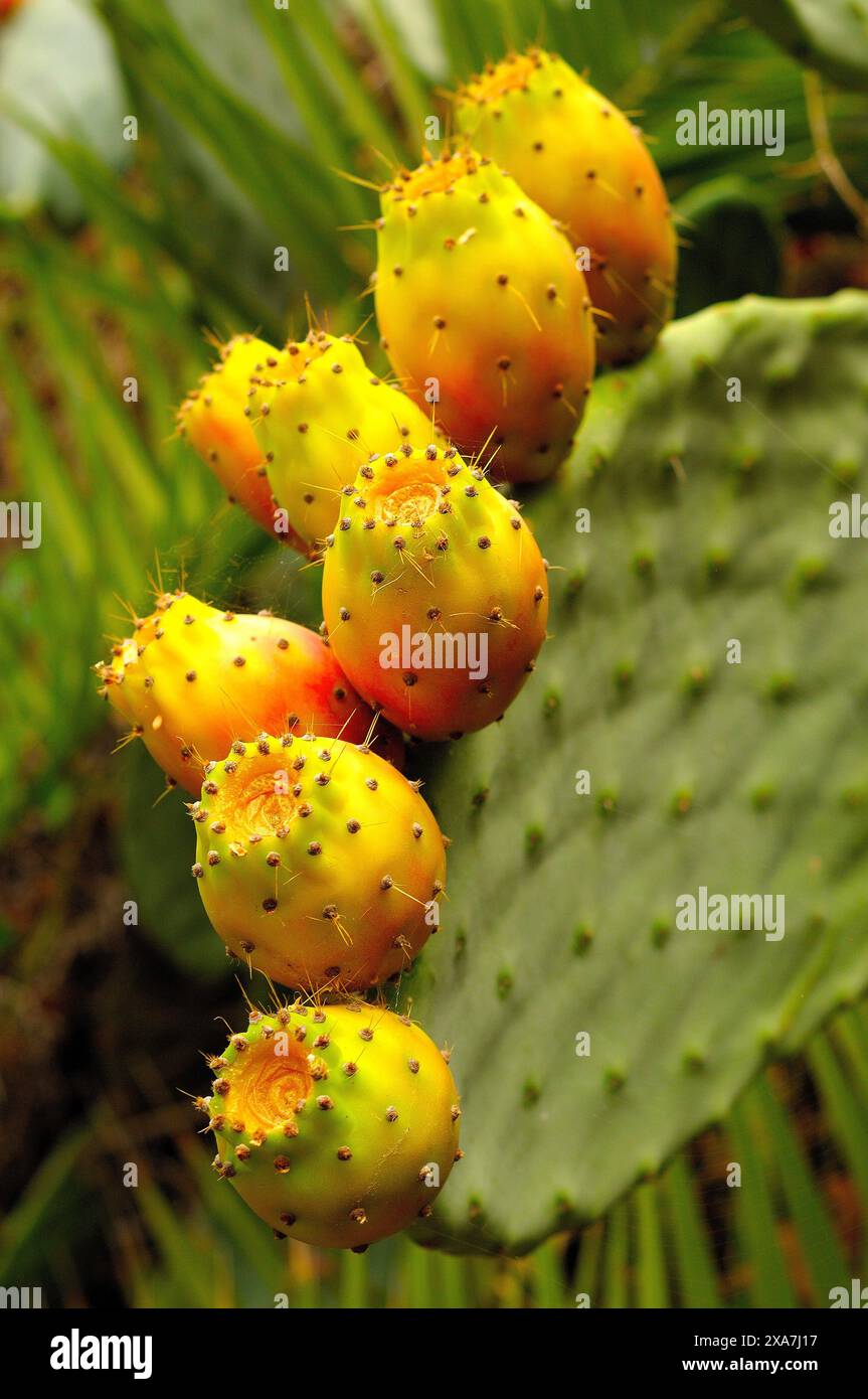 Green spiky fruits hi-res stock photography and images - Alamy