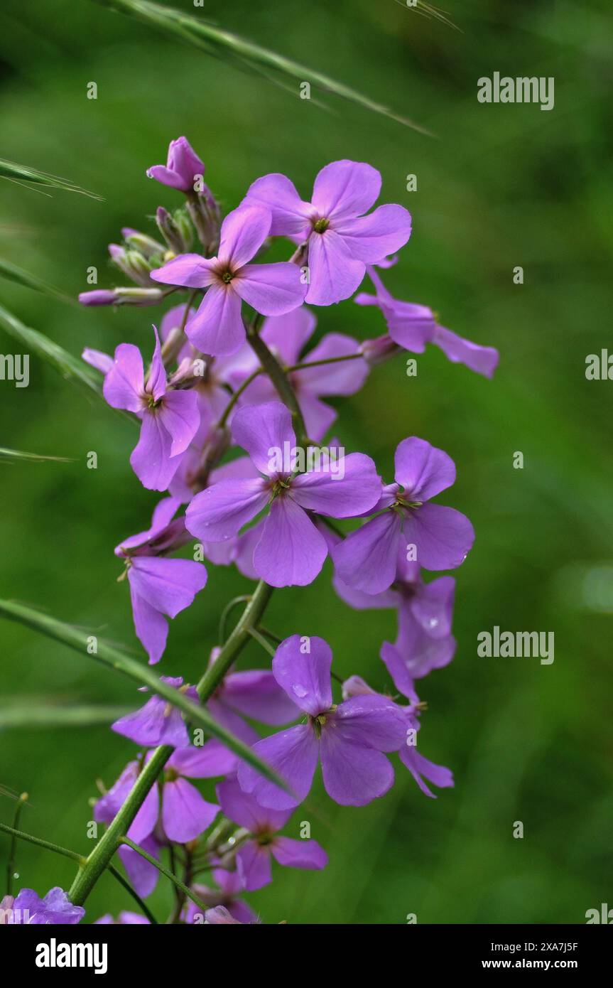 Tall stem showcases hi-res stock photography and images - Alamy