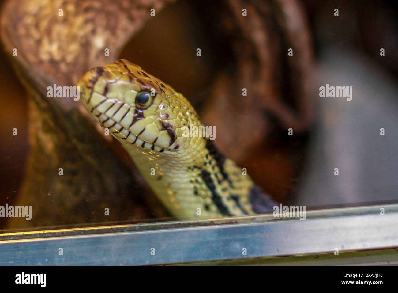 A snake on museum window sill gazing outside Stock Photo - Alamy