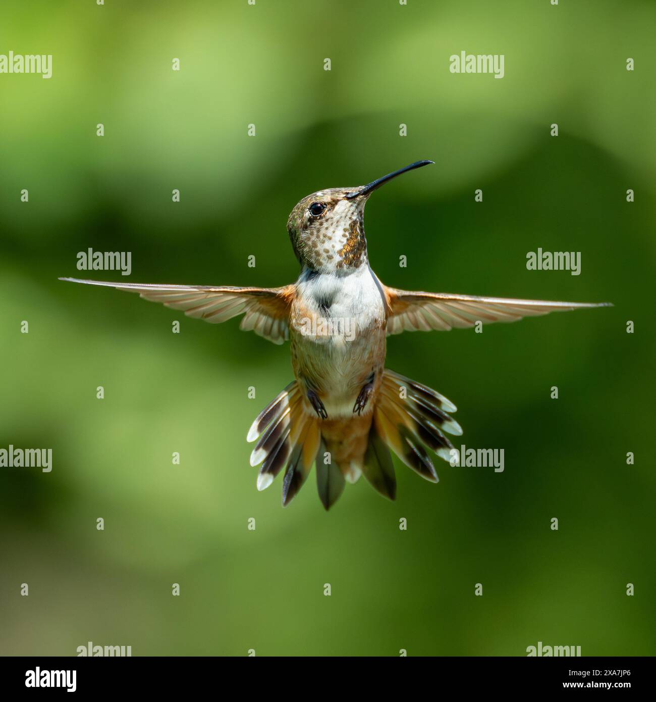 The essence of a hummingbird in mid-flight, wings gracefully spread ...