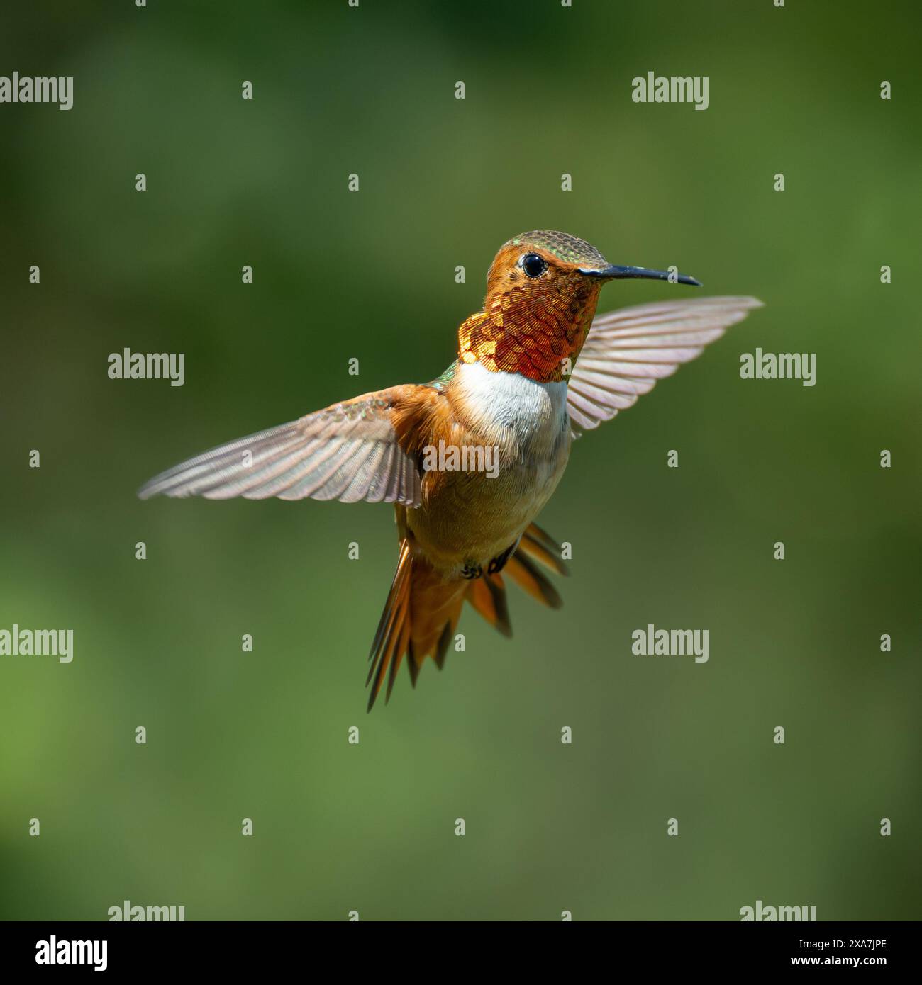 A bird soaring in the blue sky outdoors Stock Photo - Alamy