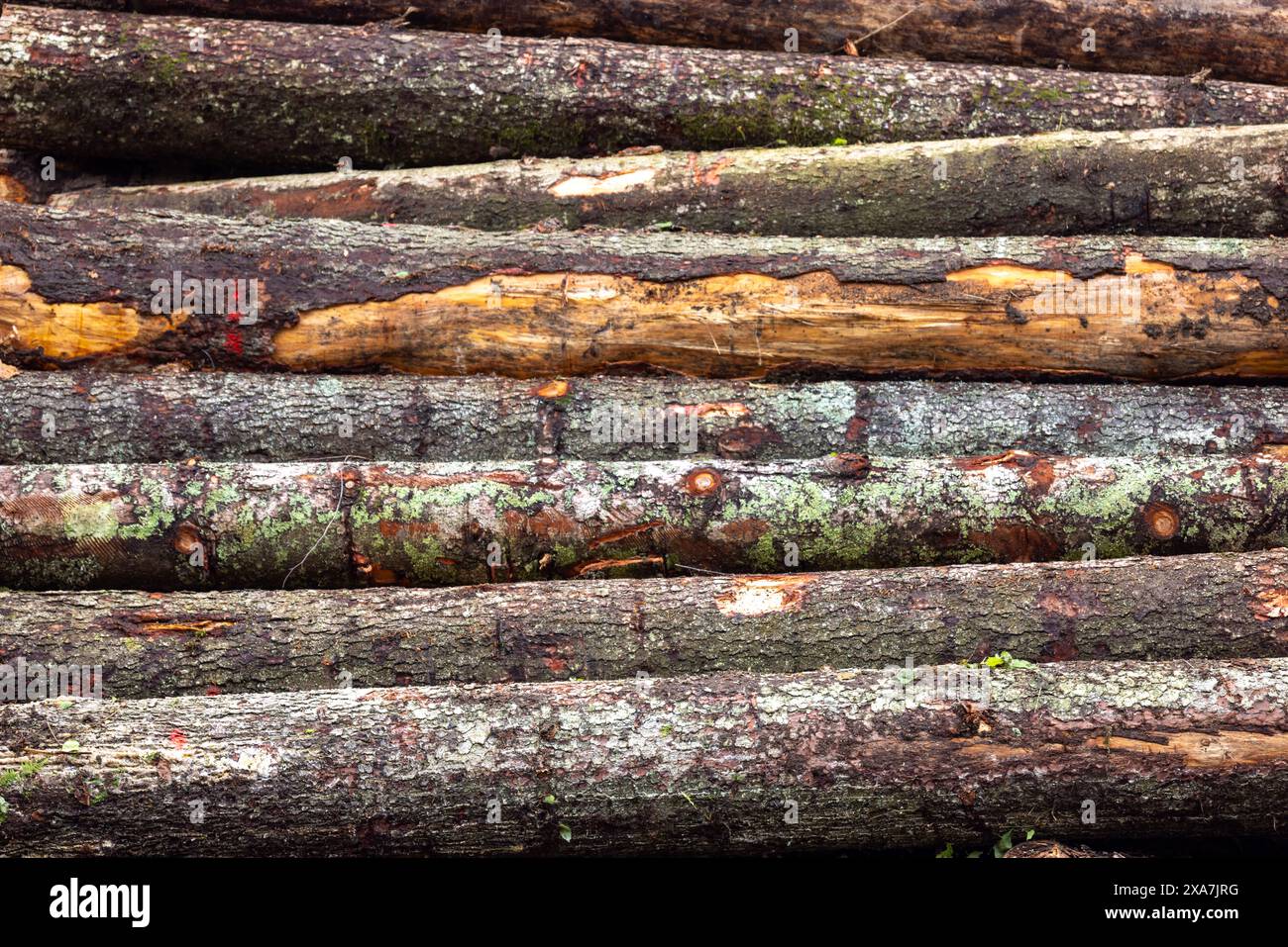 Logs on floor hi-res stock photography and images - Alamy