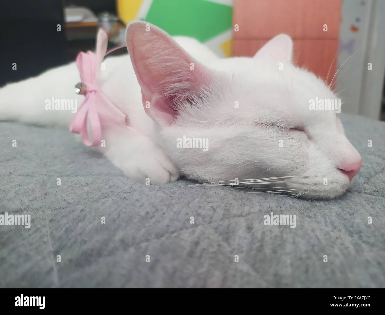 Domestic cat lounging on soft hi-res stock photography and images - Alamy