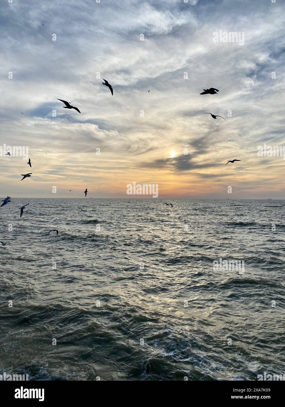 A flock of seagulls soaring over the water during sunset Stock Photo ...