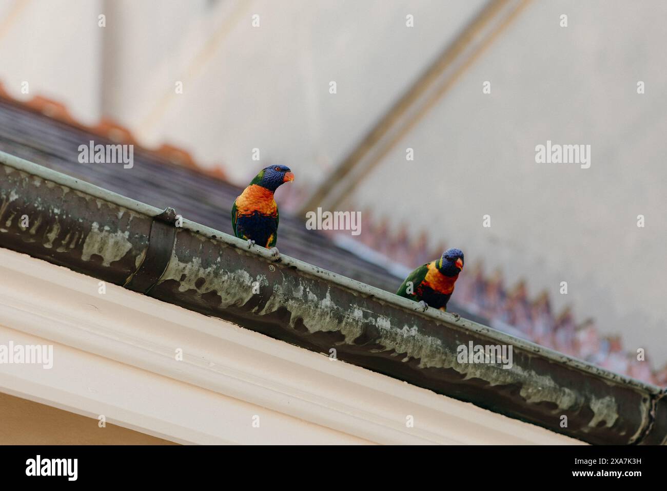 Rooftop wildlife hi-res stock photography and images - Alamy