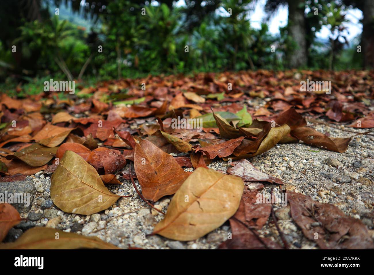 Lots of dry leaves falling on the ground with close up view Stock Photo ...