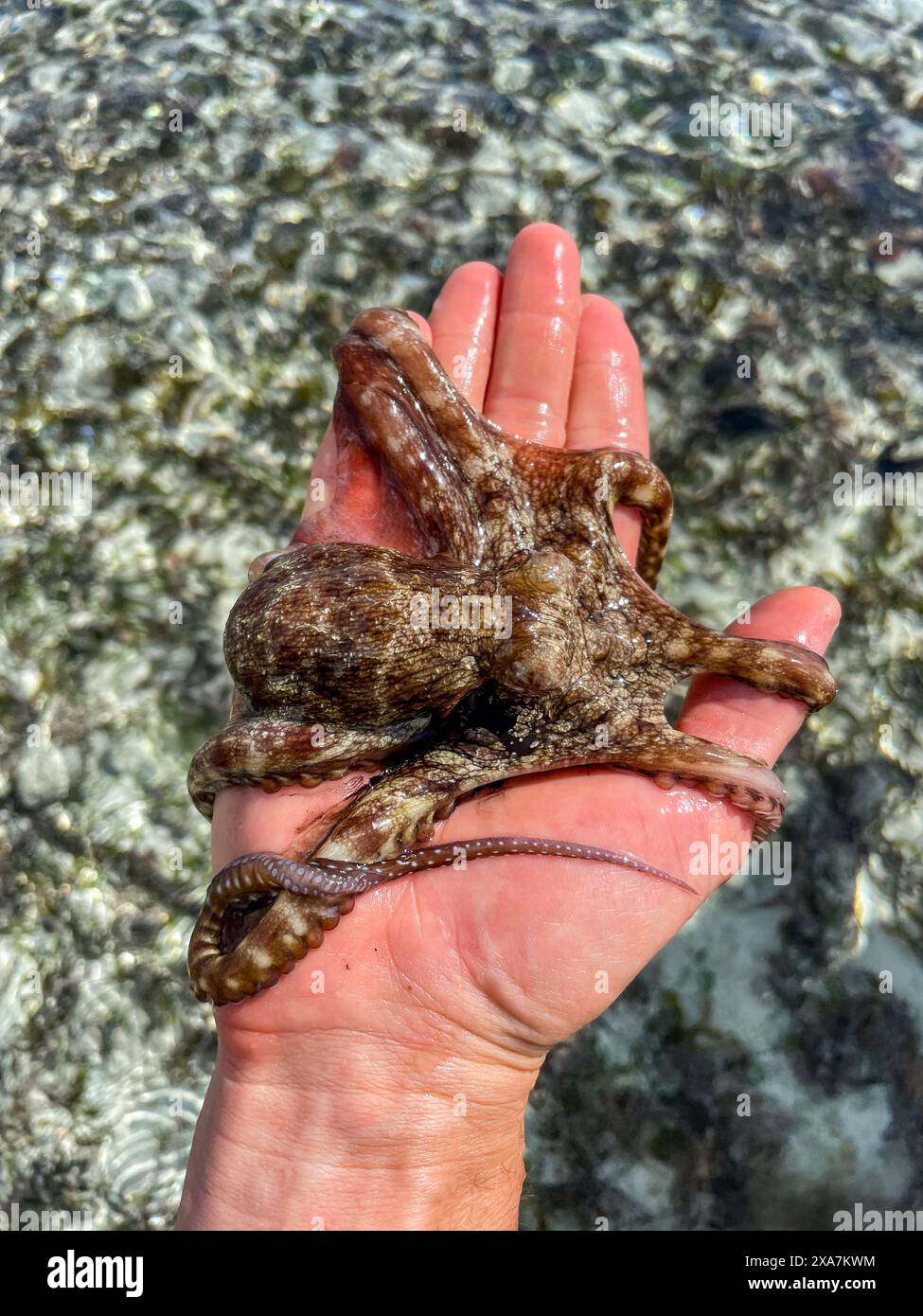 A hand holds up floating octopus fish in Zanzibar Stock Photo - Alamy