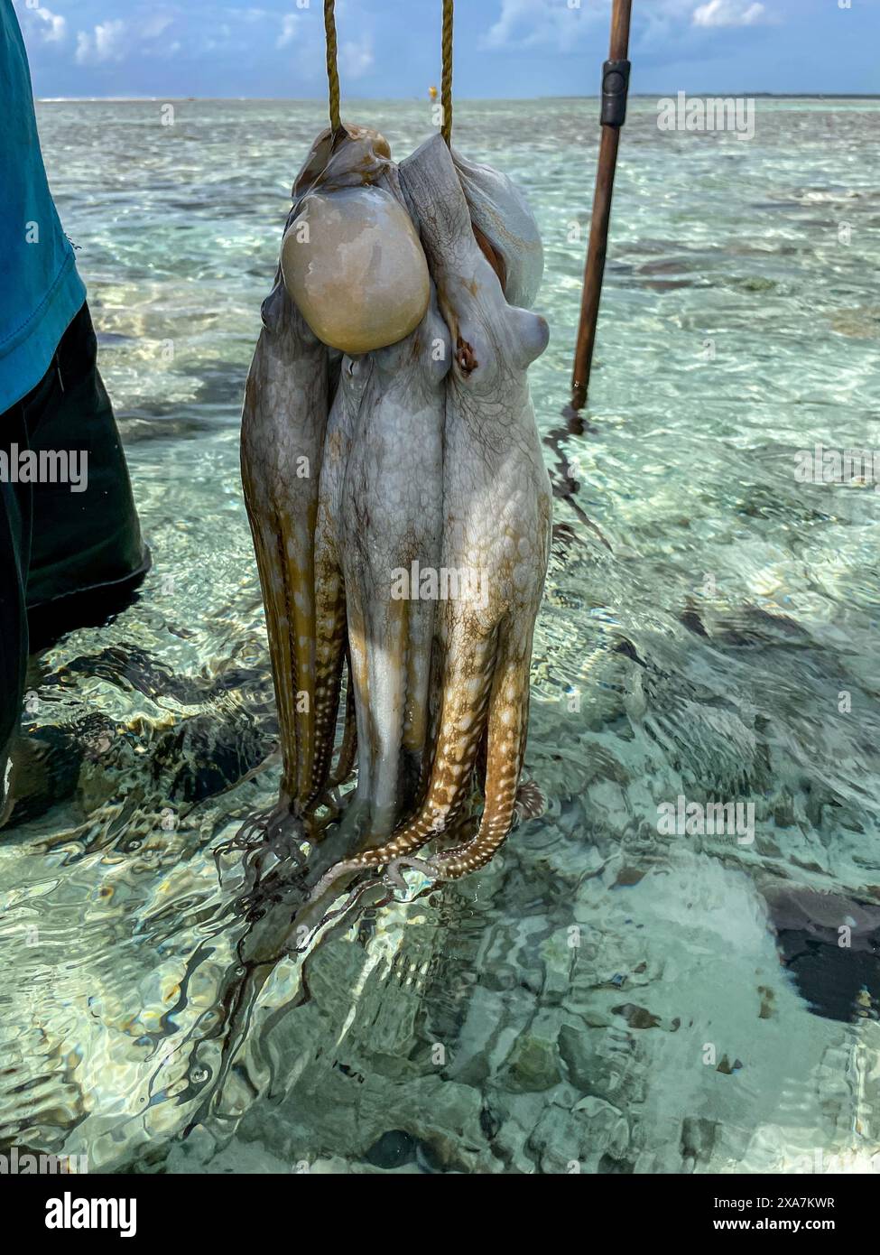 An octopus tethered to pole underwater in Zanzibar Stock Photo - Alamy